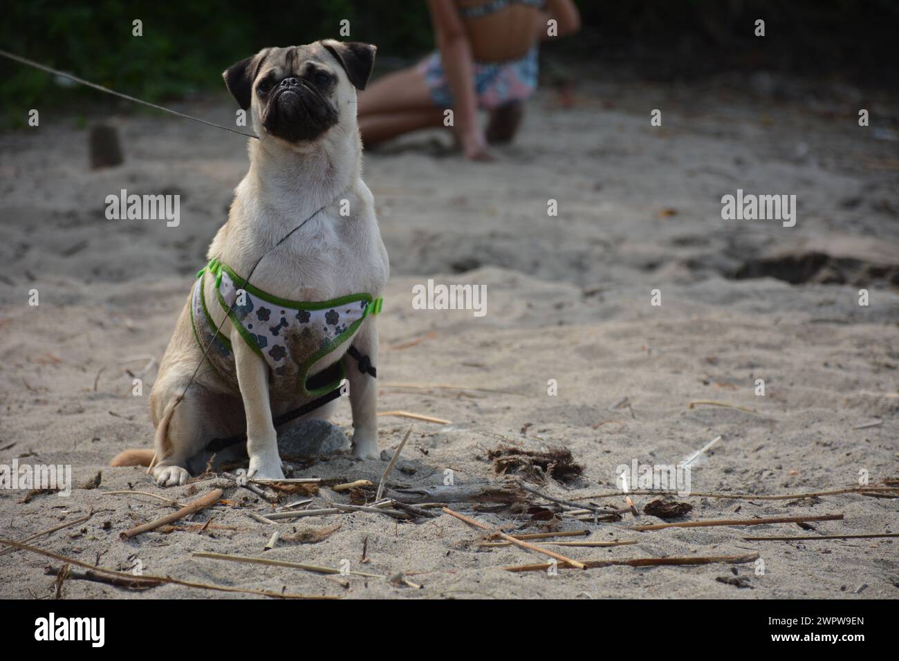 Meldrum dog hi-res stock photography and images - Alamy