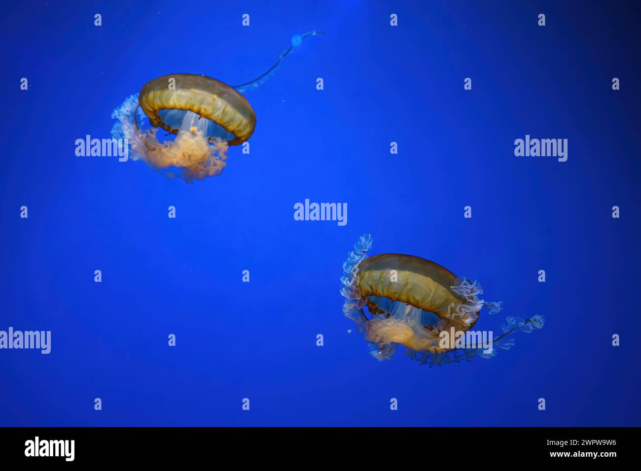 Pacific sea nettle, Orange jellyfish or Chrysaora fuscescens swimming ...