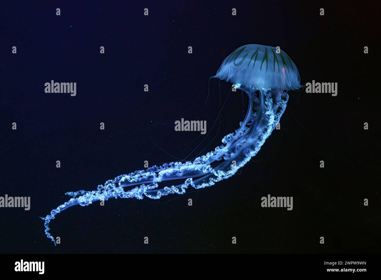 Jellifish South american sea nettle, Chrysaora plocamia swimming in ...