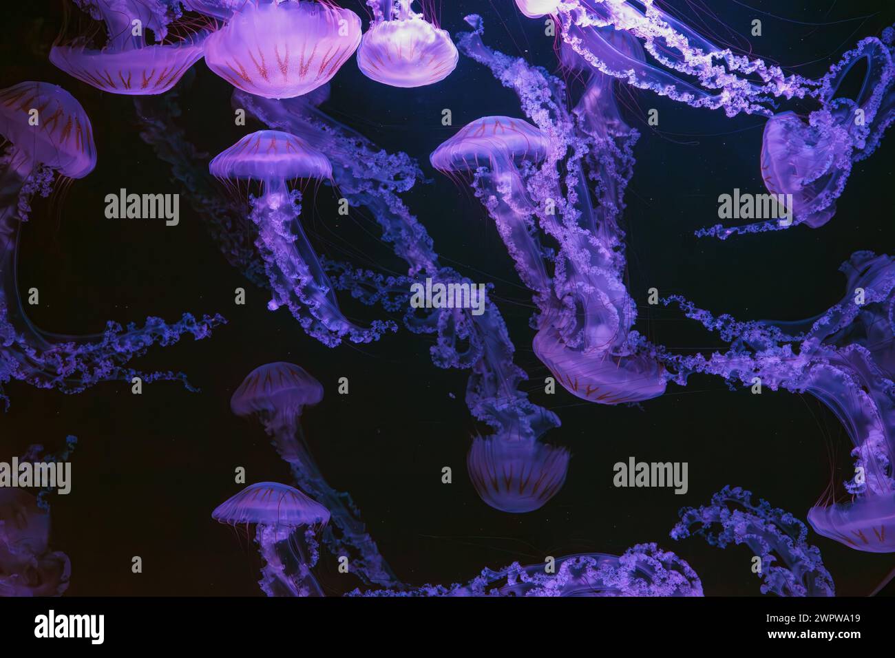 Group of jellifish South american sea nettle, Chrysaora plocamia ...