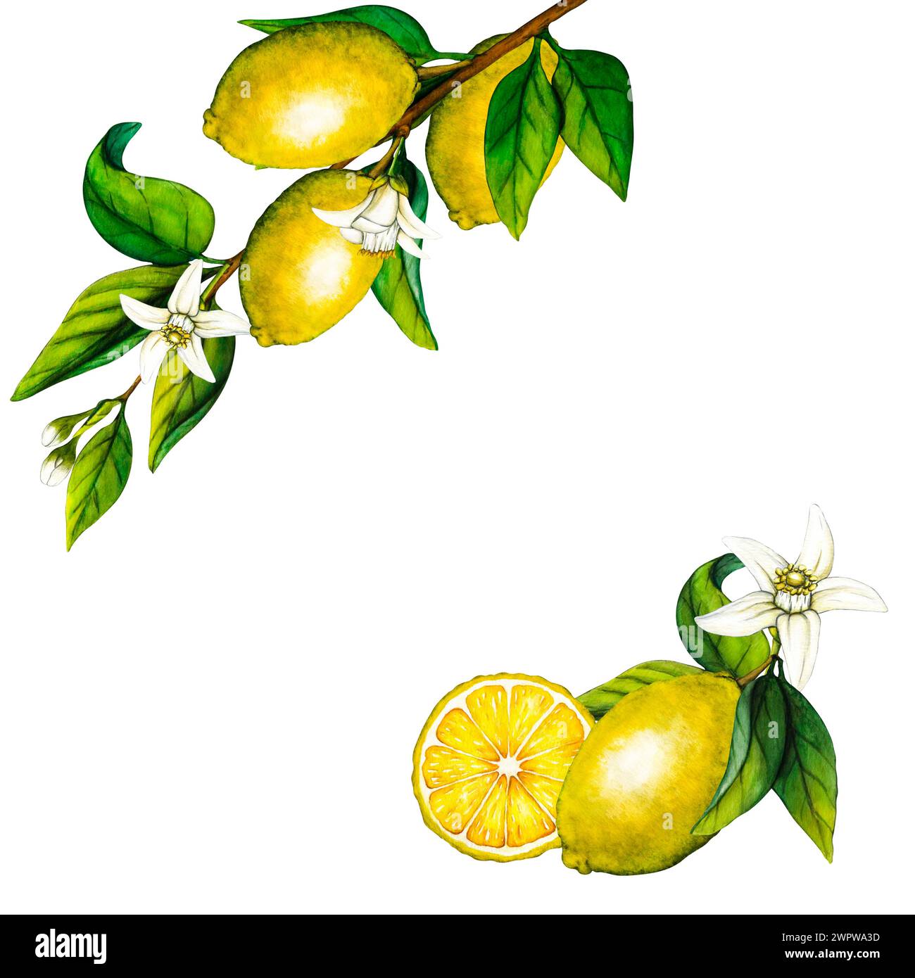 Watercolor Lemon Slice. Hand Drawn botanical illustration of yellow ...