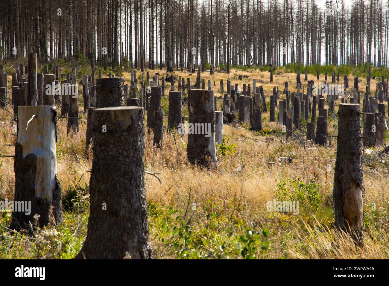 Resin Forest Death Stock Photo - Alamy