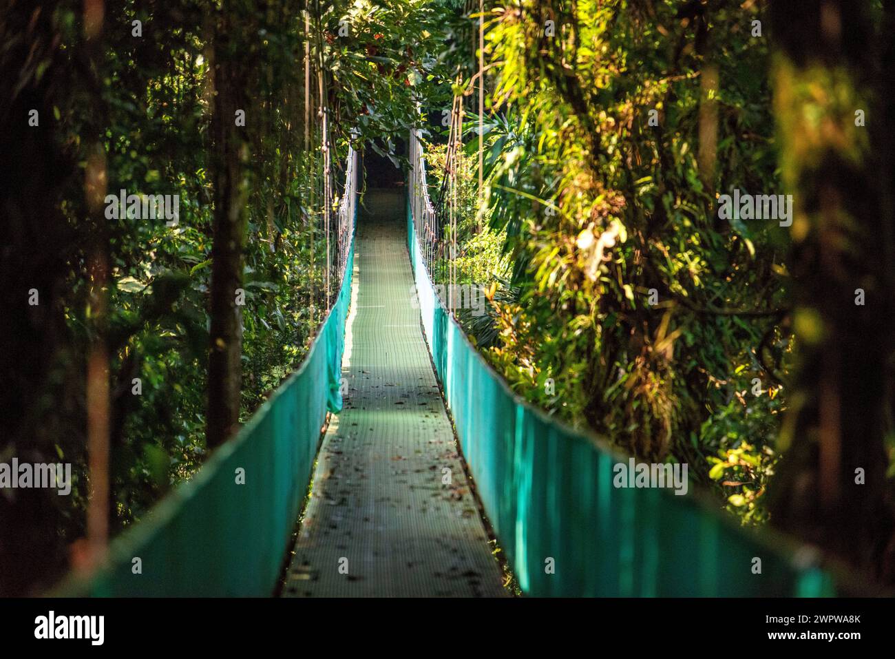 Hanging bridge at natural rainforest park suspended bridge at natural ...
