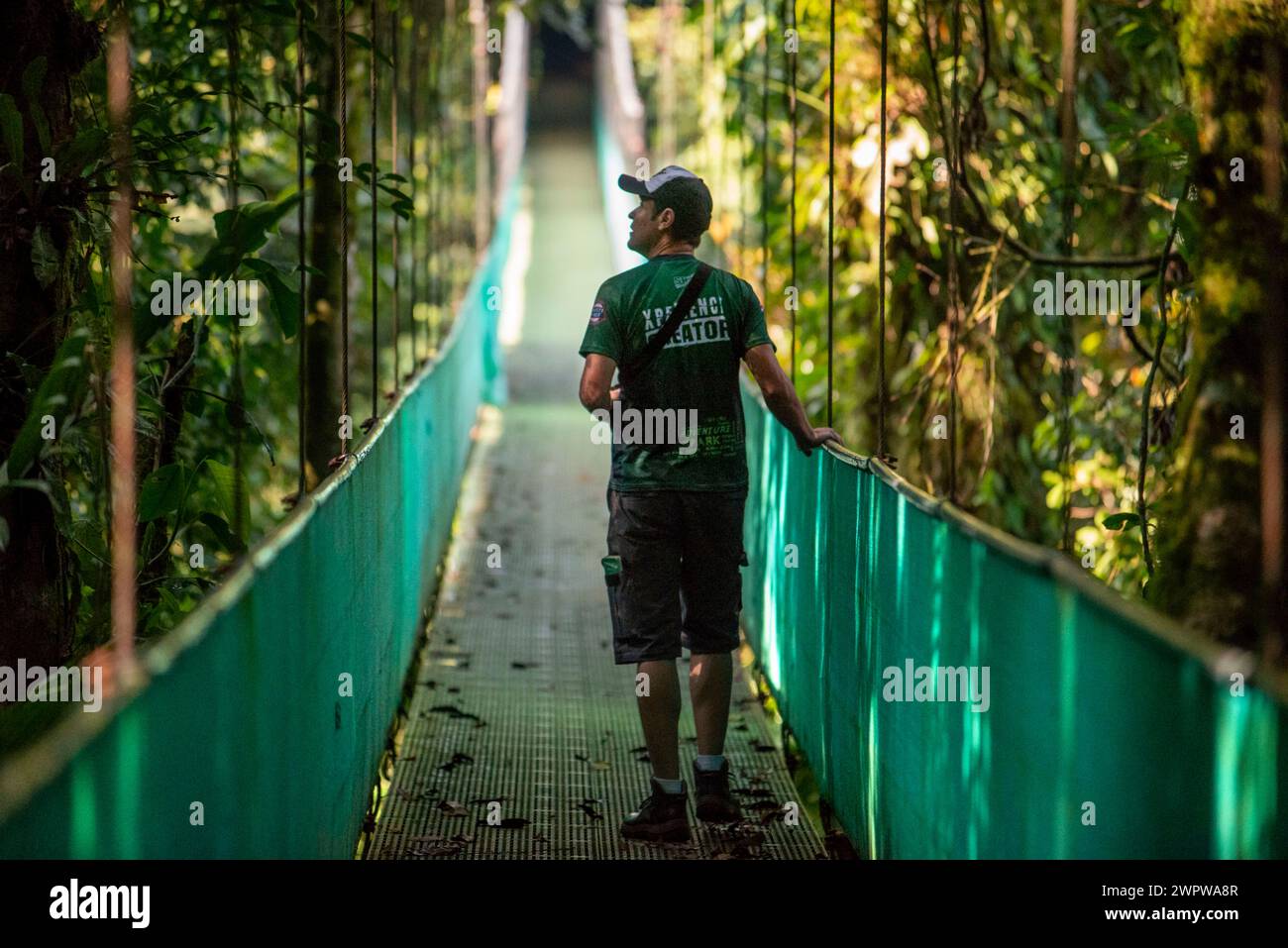 Hanging bridge at natural rainforest park suspended bridge at natural ...