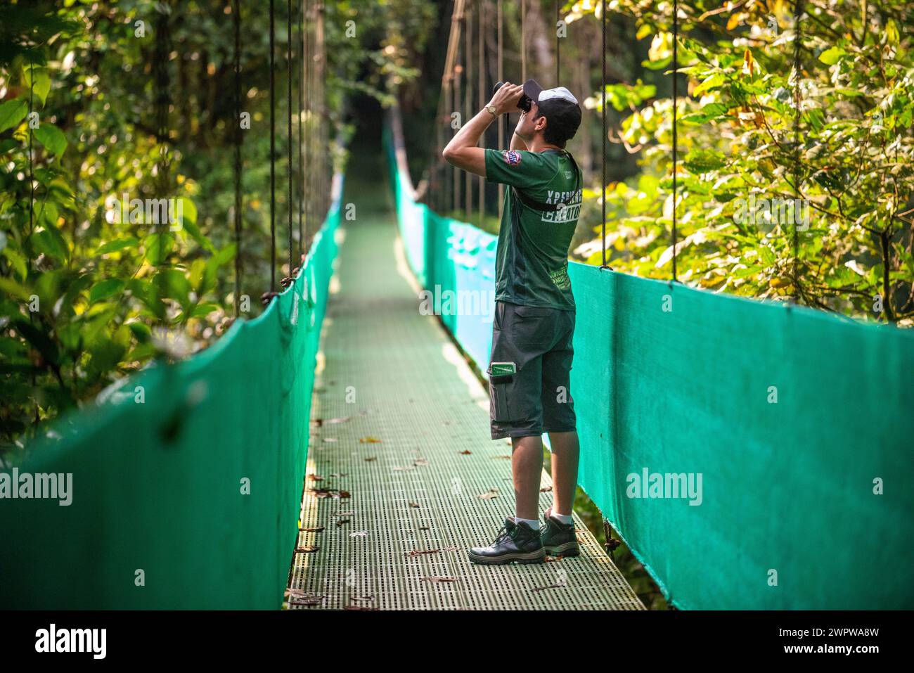 Hanging bridge at natural rainforest park suspended bridge at natural ...