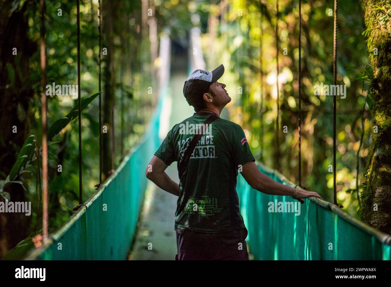 Hanging bridge at natural rainforest park suspended bridge at natural ...