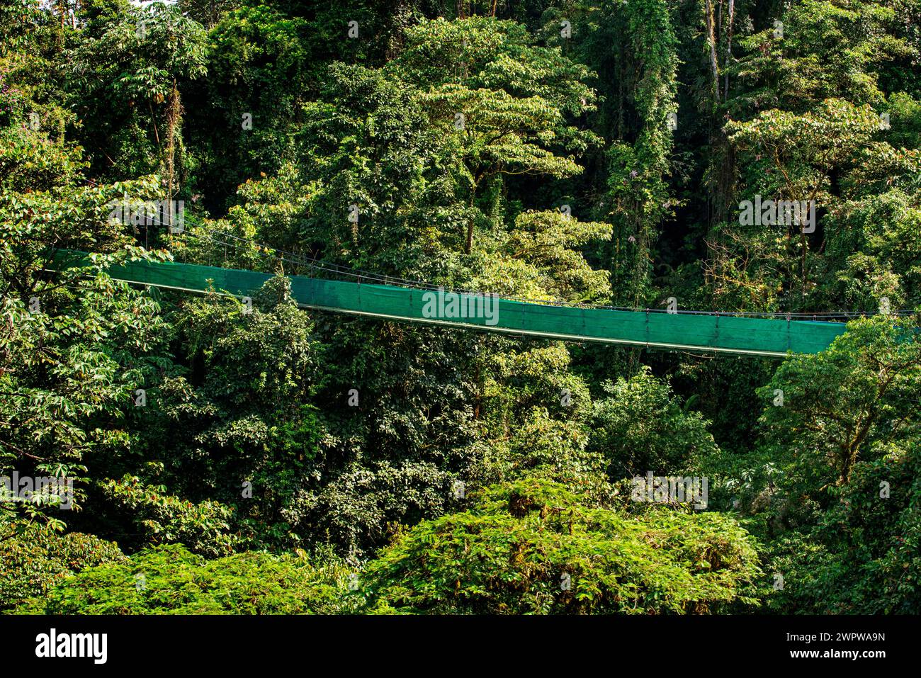 Hanging bridge at natural rainforest park suspended bridge at natural ...
