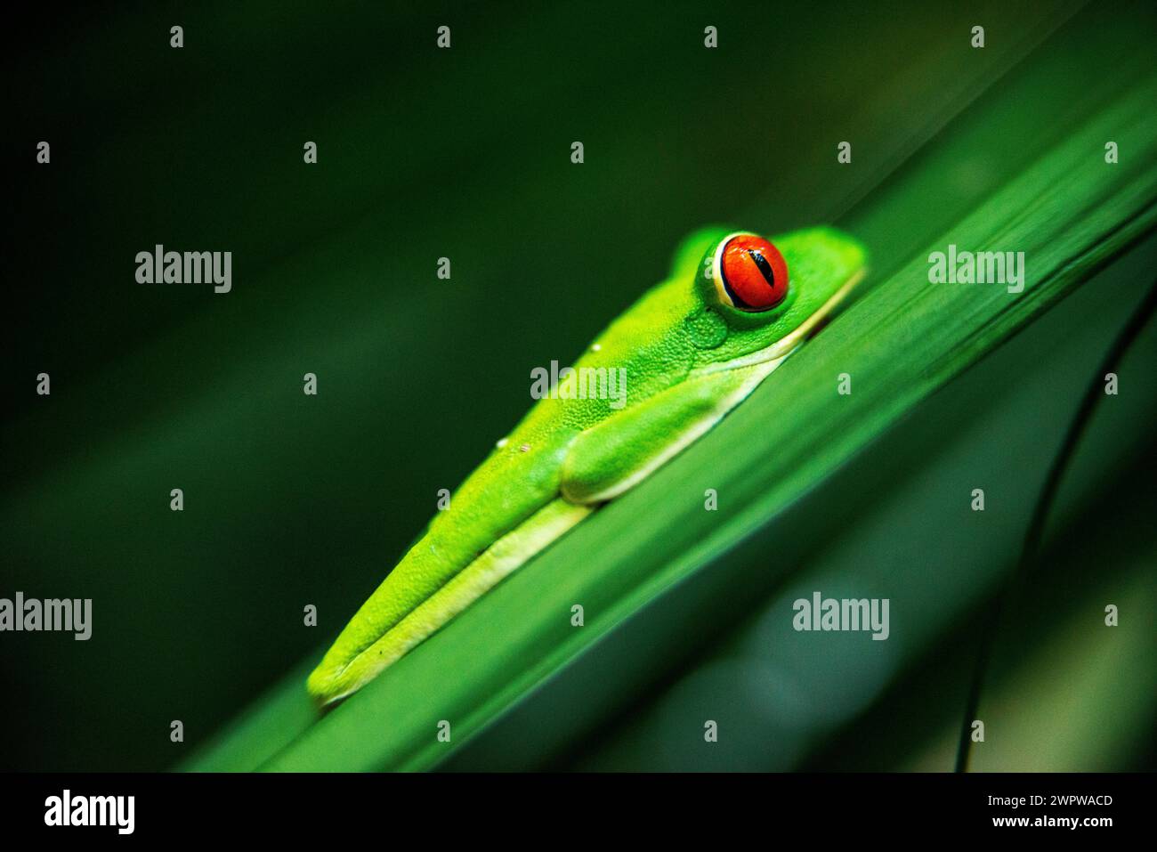 Red eyed tree frog, Agalychnis callidrias curious treefrog in ...