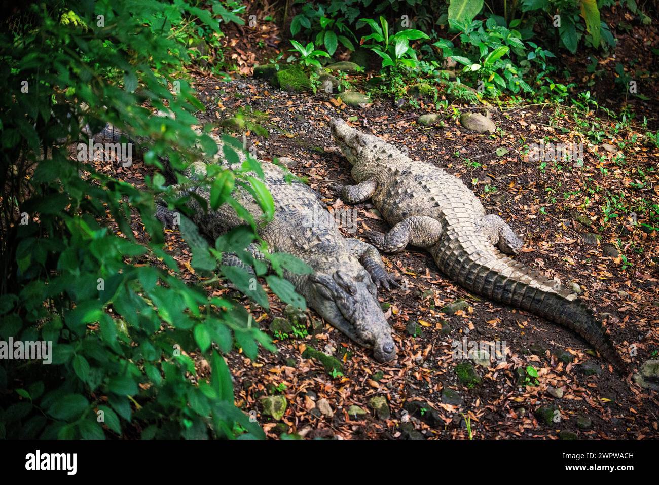 American crocodile in Tortuguero National Park. Costa Rica. Morelet's ...
