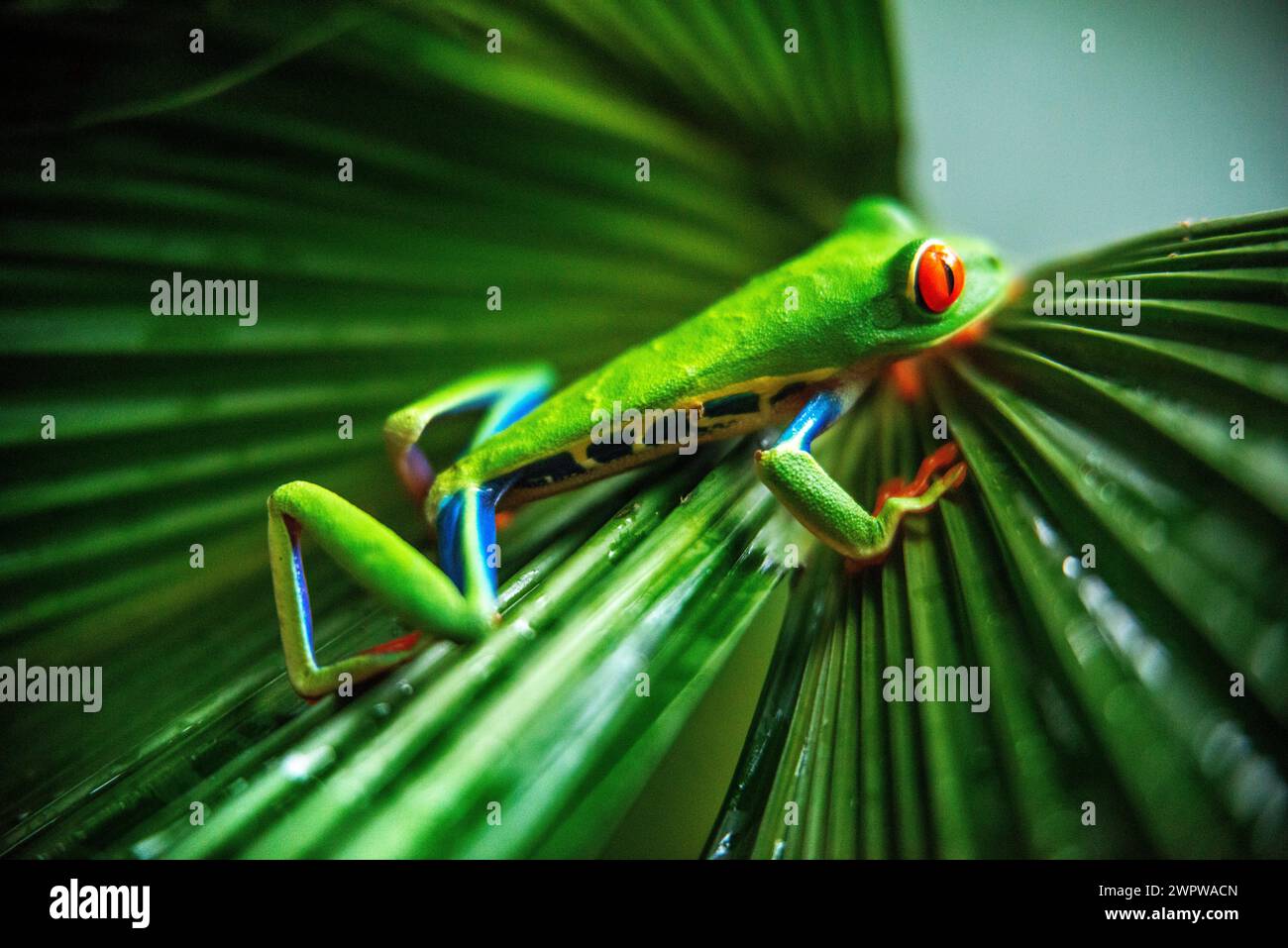 Red eyed tree frog, Agalychnis callidrias curious treefrog in ...