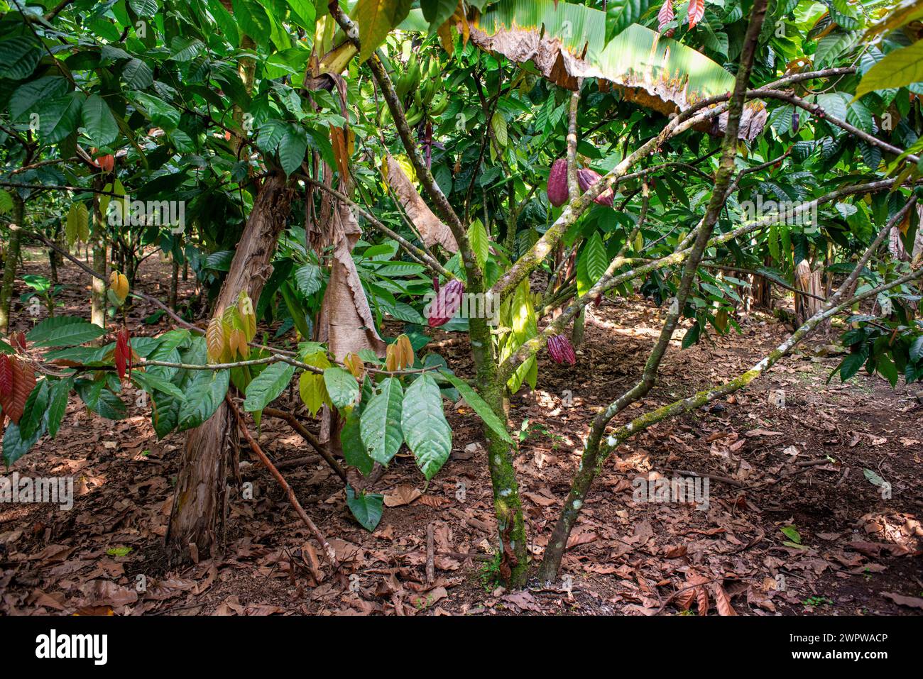 Cocoa pods of the cacao tree in Costa Rica, Central America. Cacao pods ...