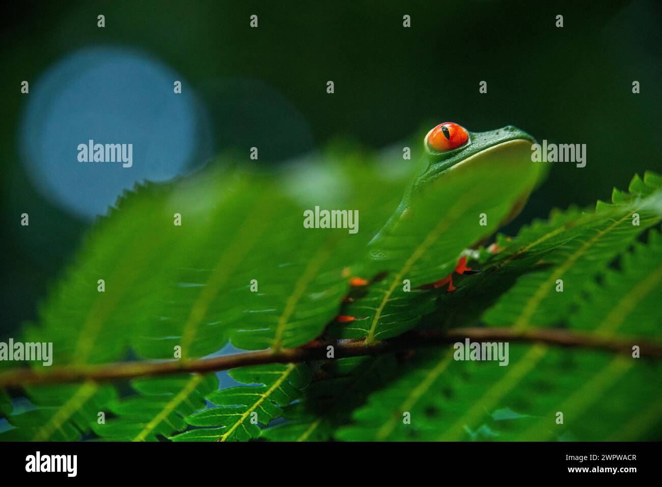 Red eyed tree frog, Agalychnis callidrias curious treefrog in ...