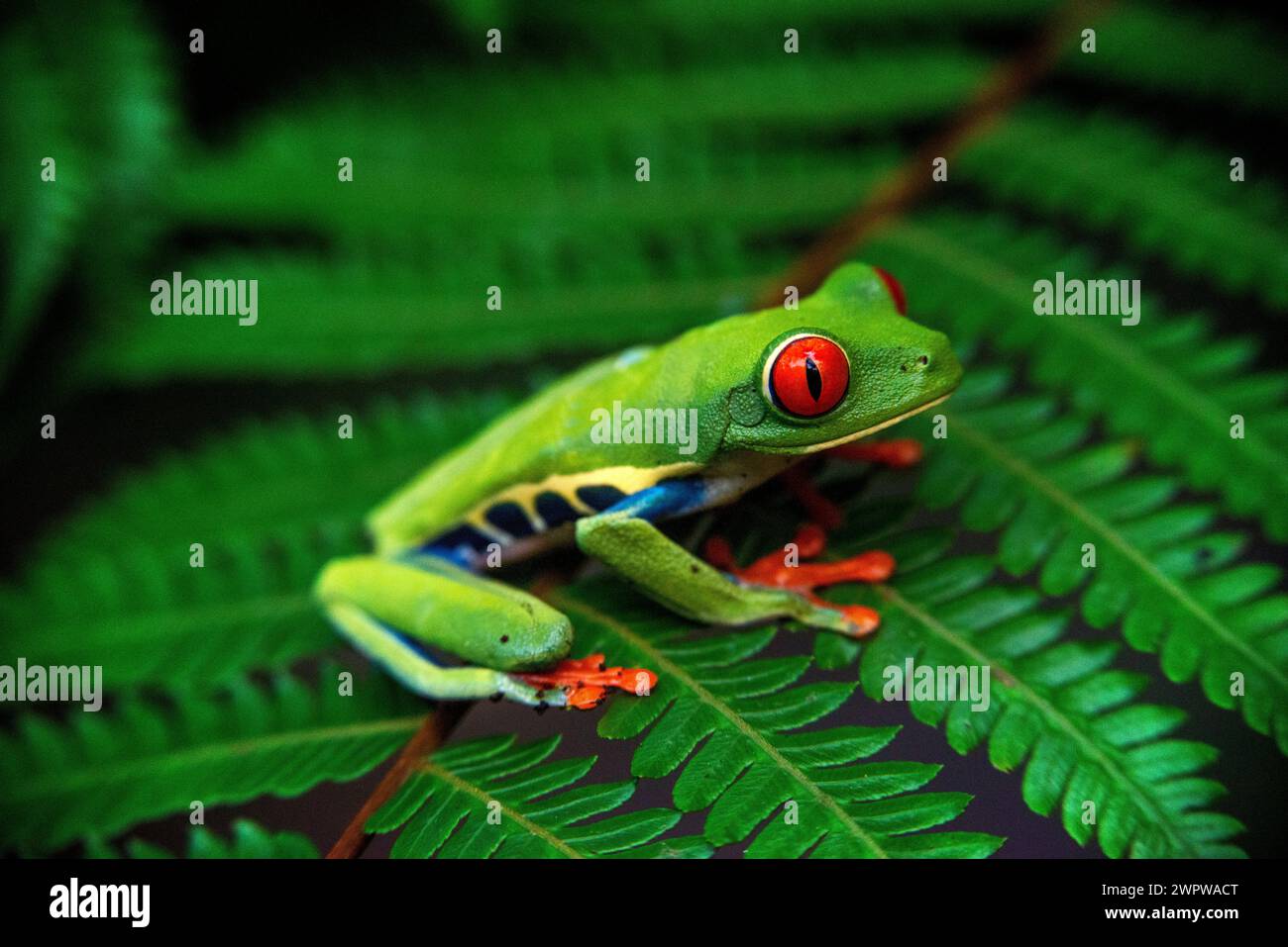 Red eyed tree frog, Agalychnis callidrias curious treefrog in ...