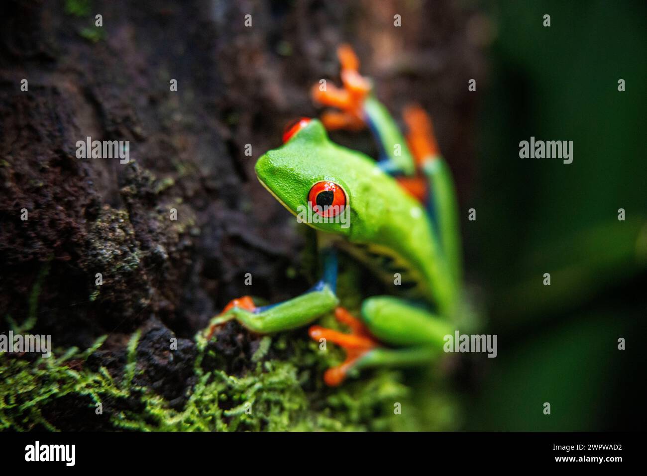 Red eyed tree frog, Agalychnis callidrias curious treefrog in ...