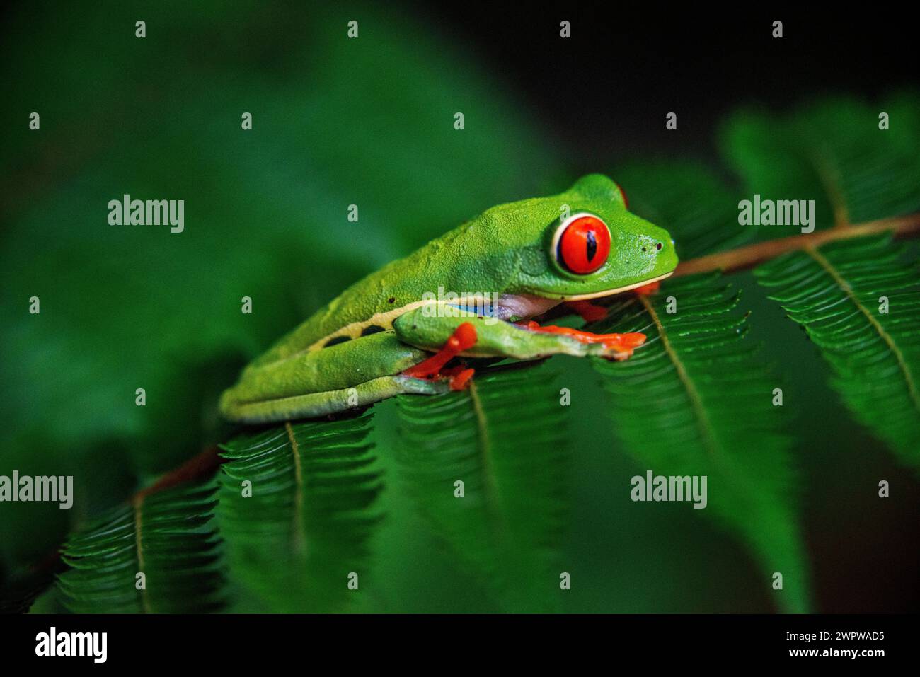 Red eyed tree frog, Agalychnis callidrias curious treefrog in ...