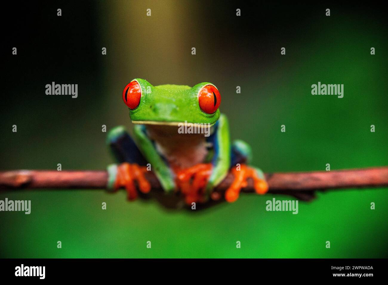 Red eyed tree frog, Agalychnis callidrias curious treefrog in ...