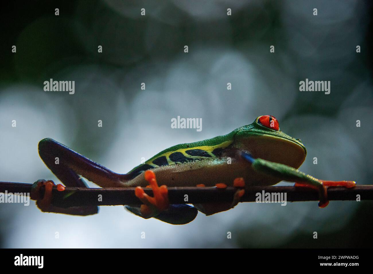 Red eyed tree frog, Agalychnis callidrias curious treefrog in ...