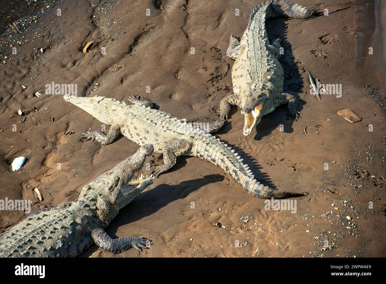 American crocodile in Tortuguero National Park. Costa Rica. Morelet's ...