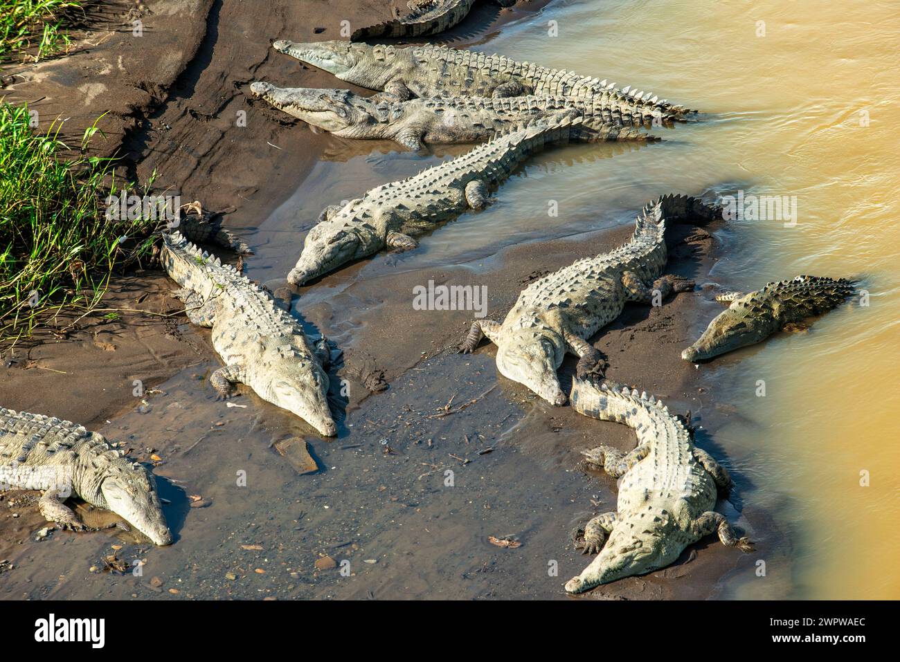 American crocodile in Tortuguero National Park. Costa Rica. Morelet's ...