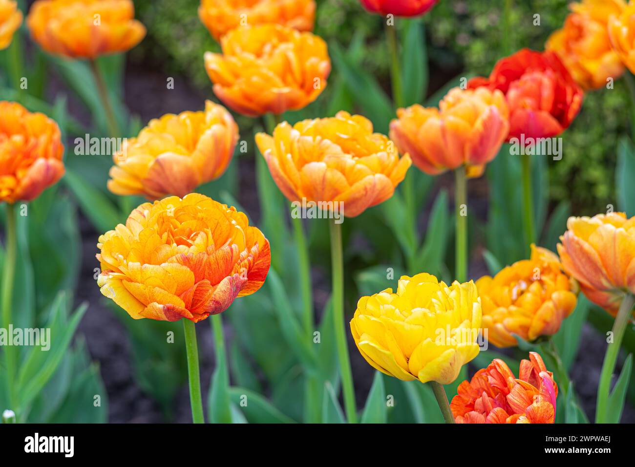 Blooming orange tulips flowers in garden, field. Double Beauty of ...