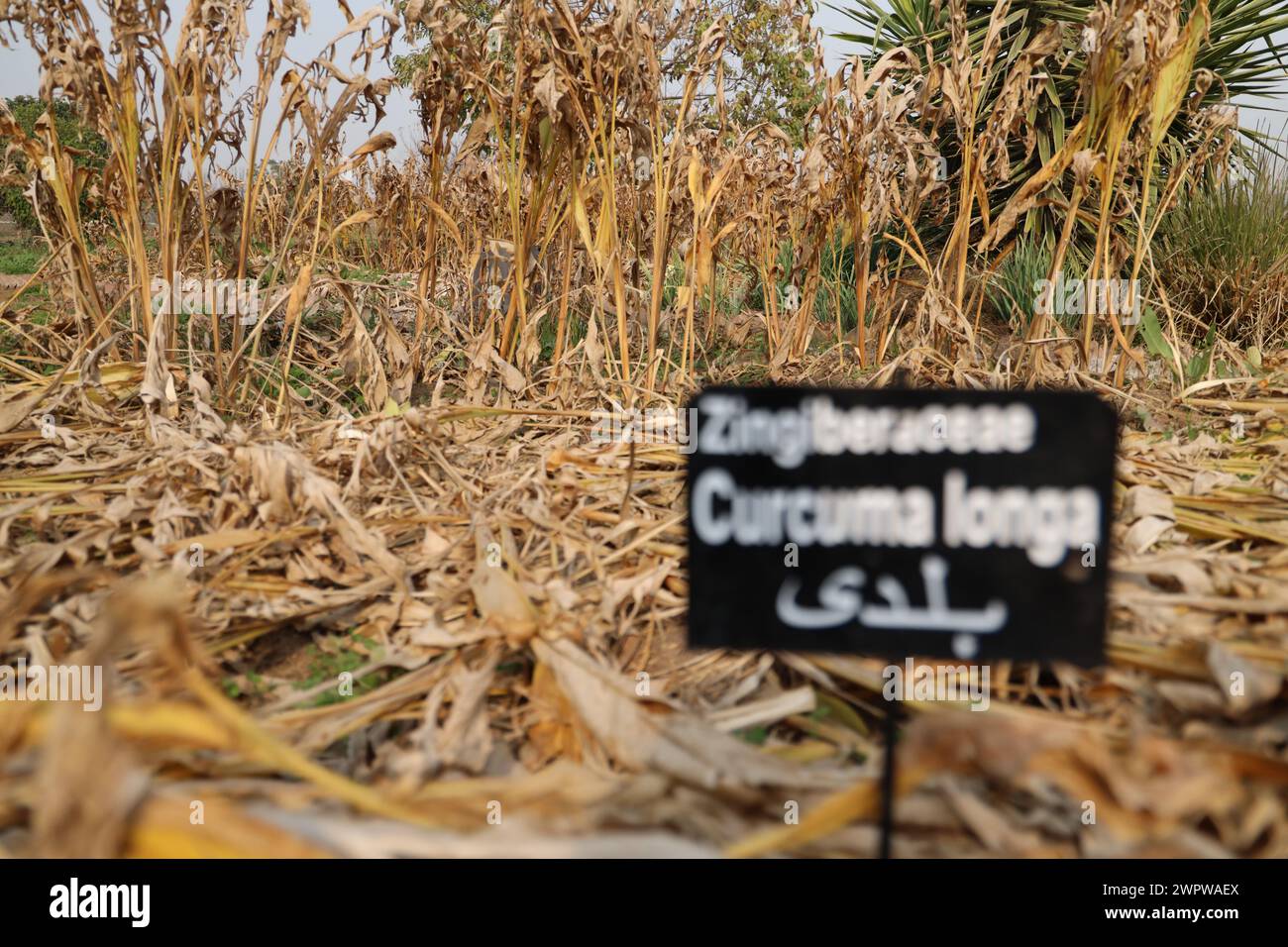 Mature Turmeric crop ready for Harvest Stock Photo - Alamy