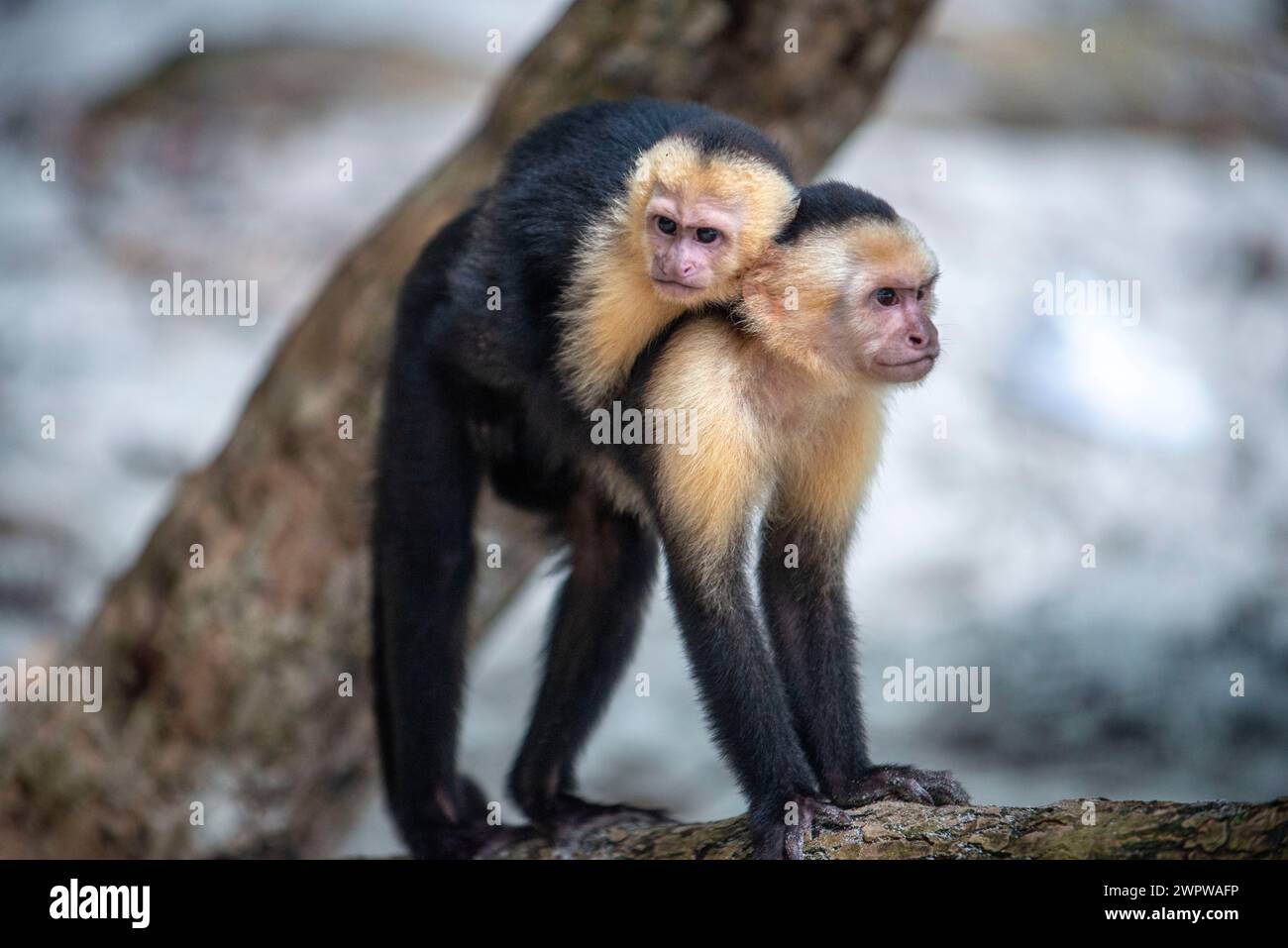 White-headed or White-faced Capuchin or white-throated capuchin (Cebus ...