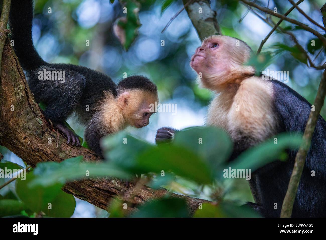 White-headed or White-faced Capuchin or white-throated capuchin (Cebus ...