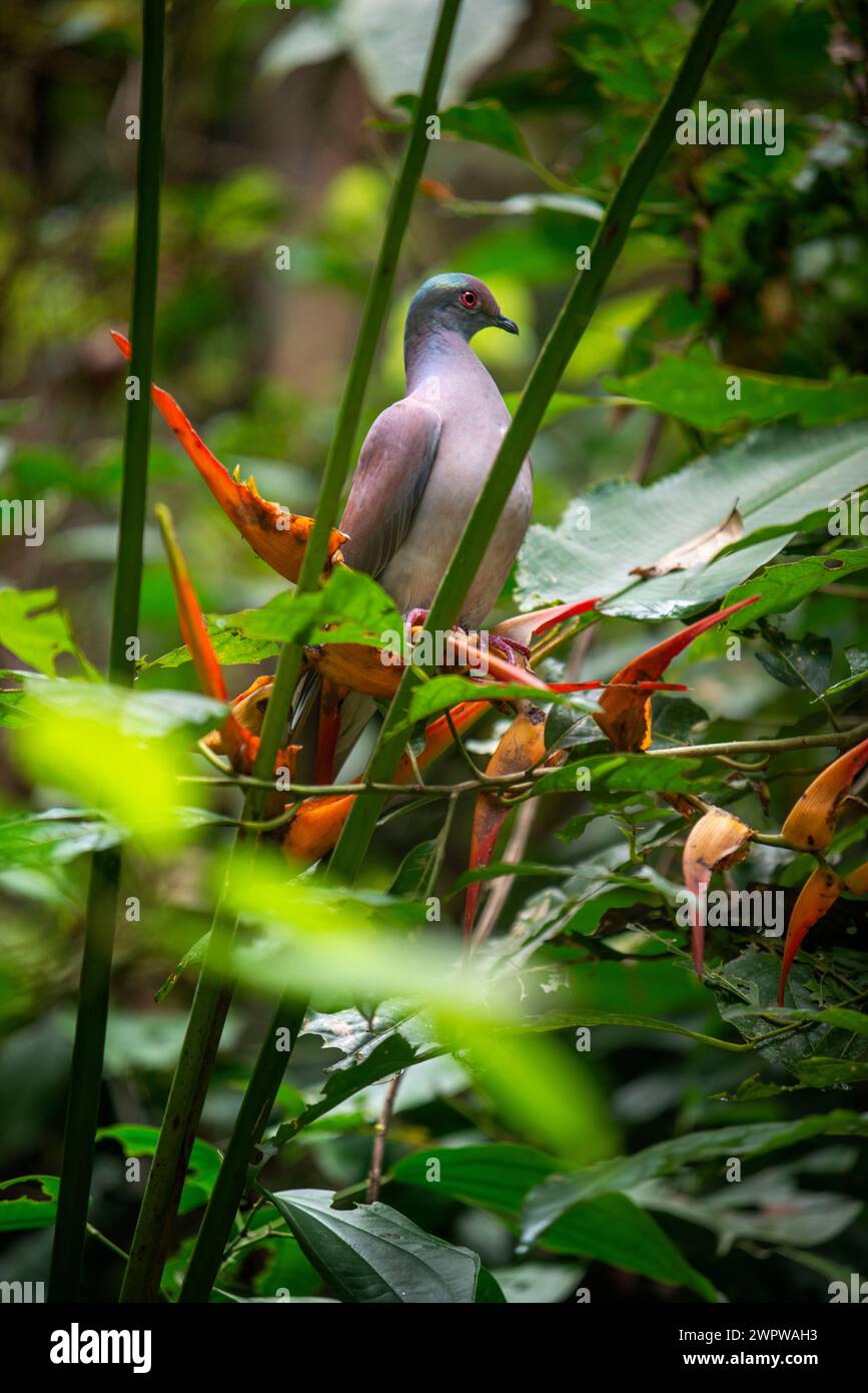 Pale vented pigeons hi-res stock photography and images - Alamy