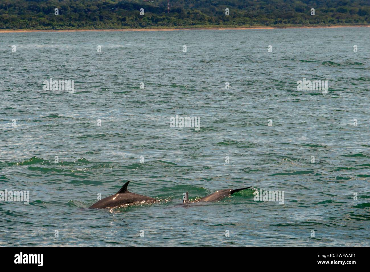Tourists whale watching humpback whales swimming in Ballena National ...