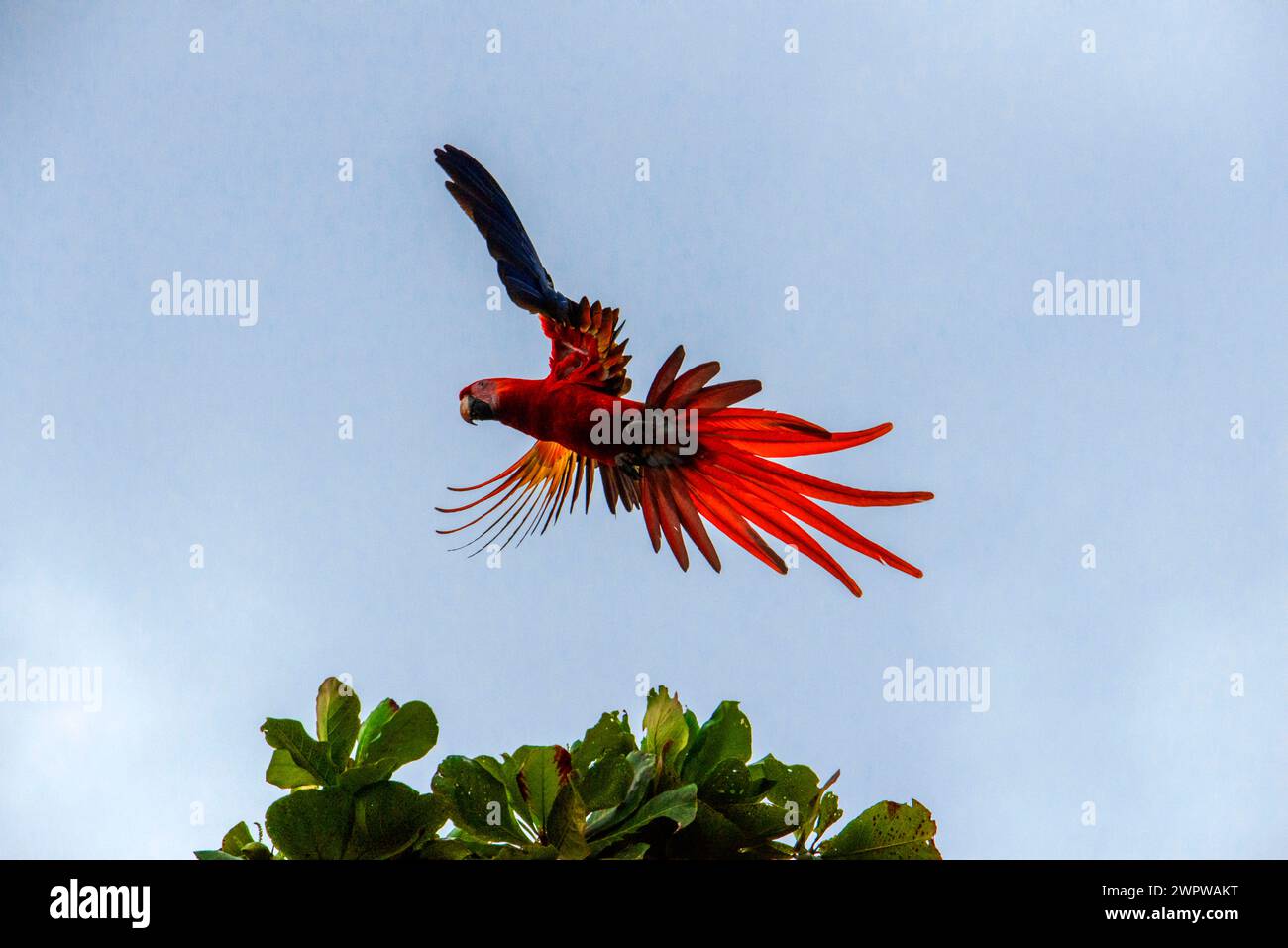Scarlet Macaw Ara macao flying in Costa Rica Central America Stock ...