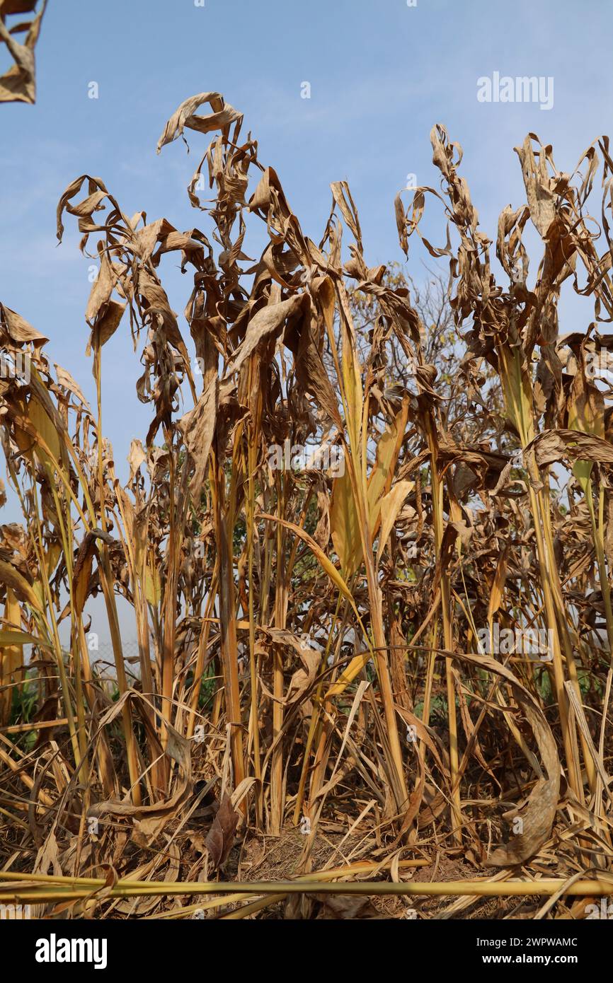 Mature Turmeric crop ready for Harvest Stock Photo - Alamy