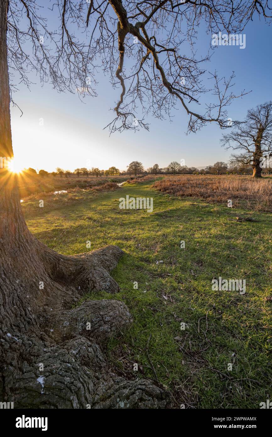 March sunrise at Bushy Park ponds near London UK Stock Photo - Alamy