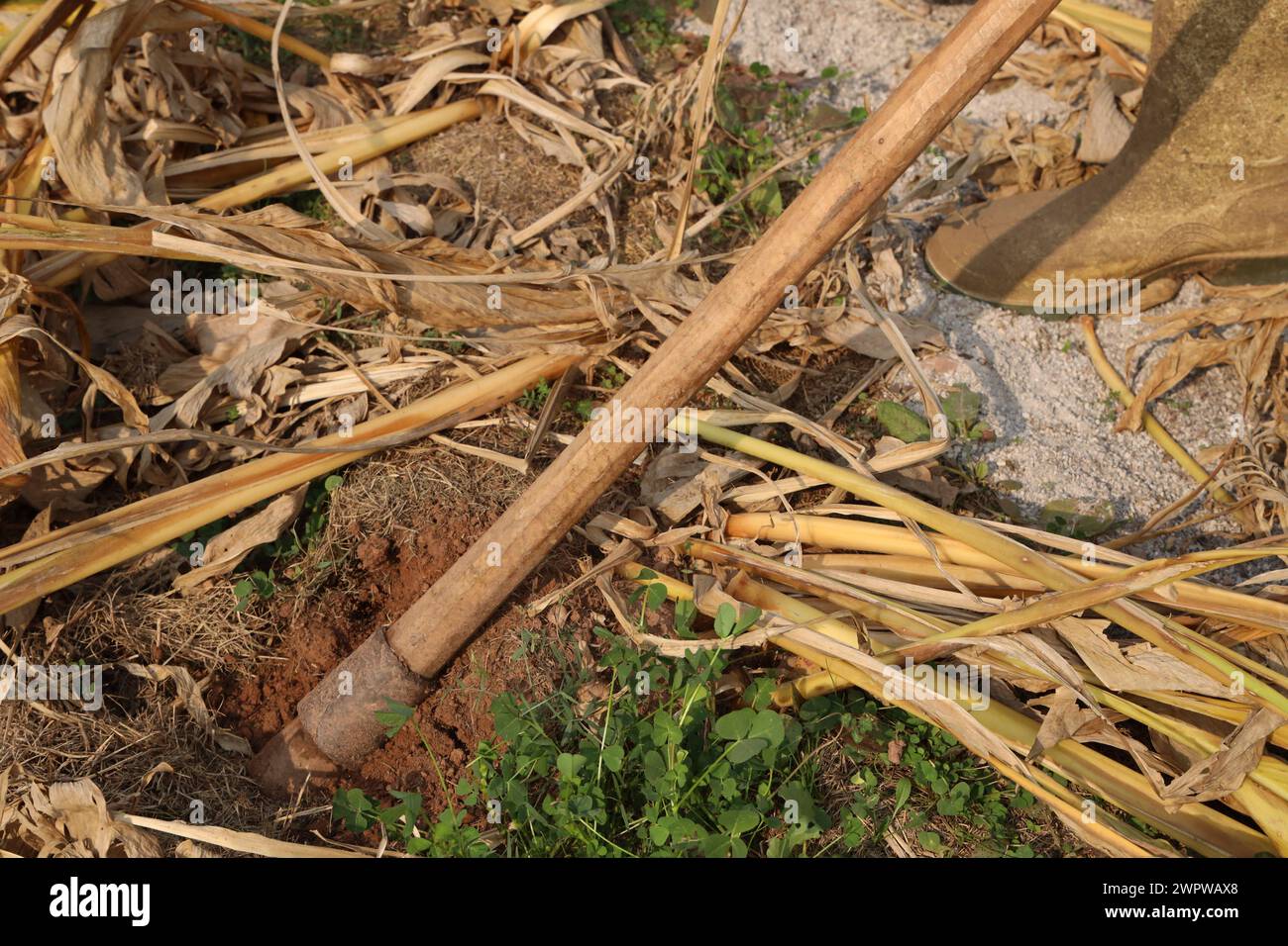 Mature Turmeric crop ready for Harvest Stock Photo - Alamy