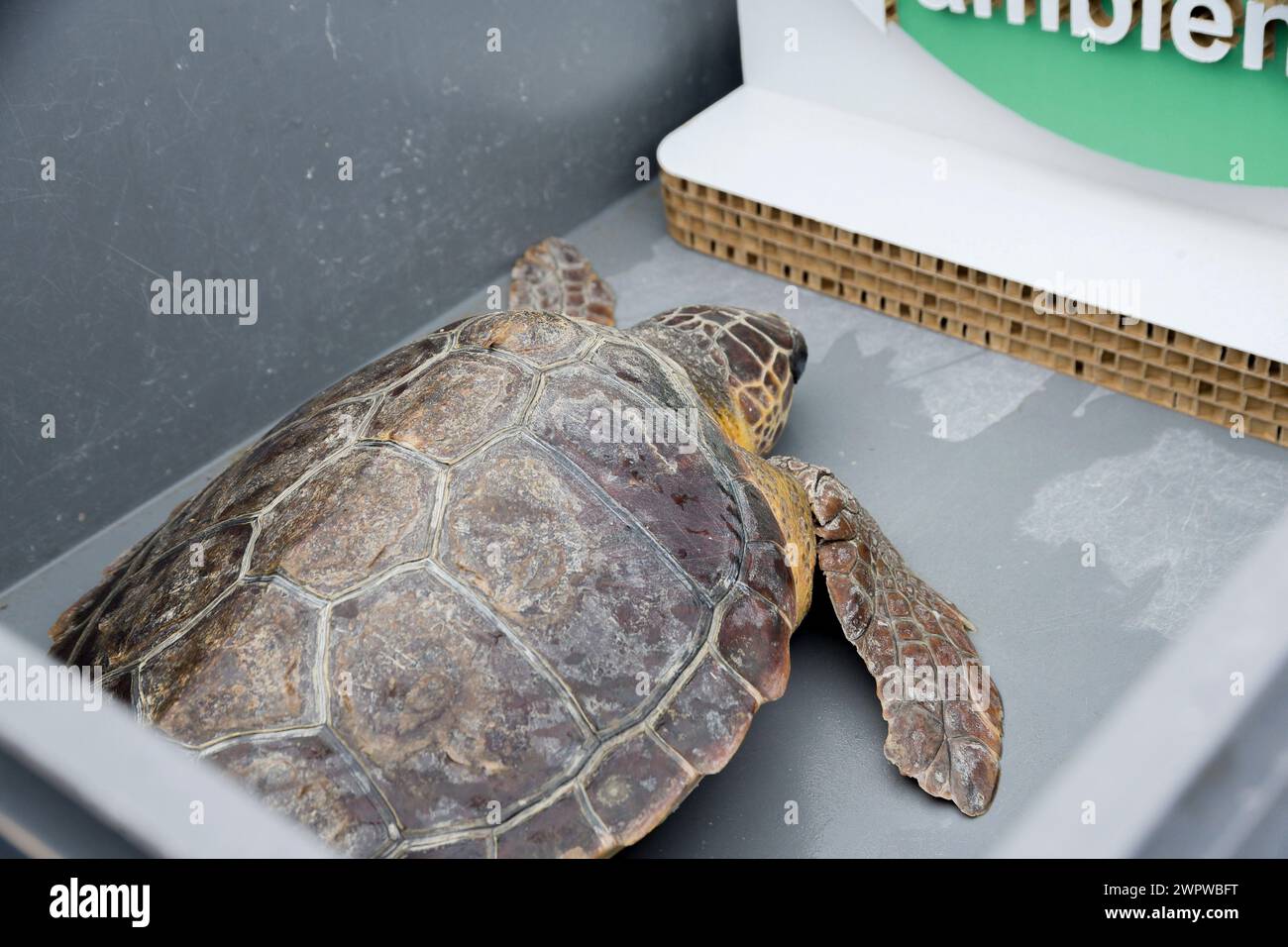 One of the two turtles of the Wildlife Recovery Center 'La Tahonilla ...