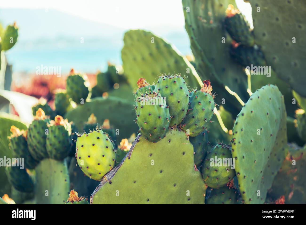 Green fruits of prickly pear cactus. Opuntia cactus with young shoots ...