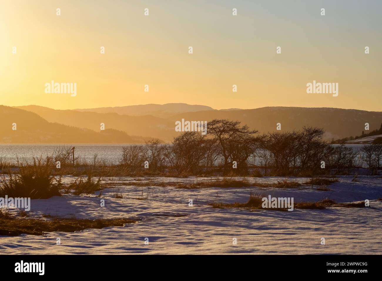 Spring in Norway, view of Trondheim fjord and sea buckthorn trees in ...