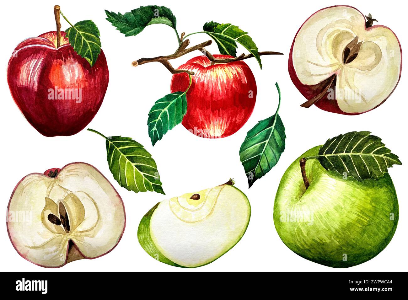 Hand-drawn watercolor illustration set of the green and red apples ...
