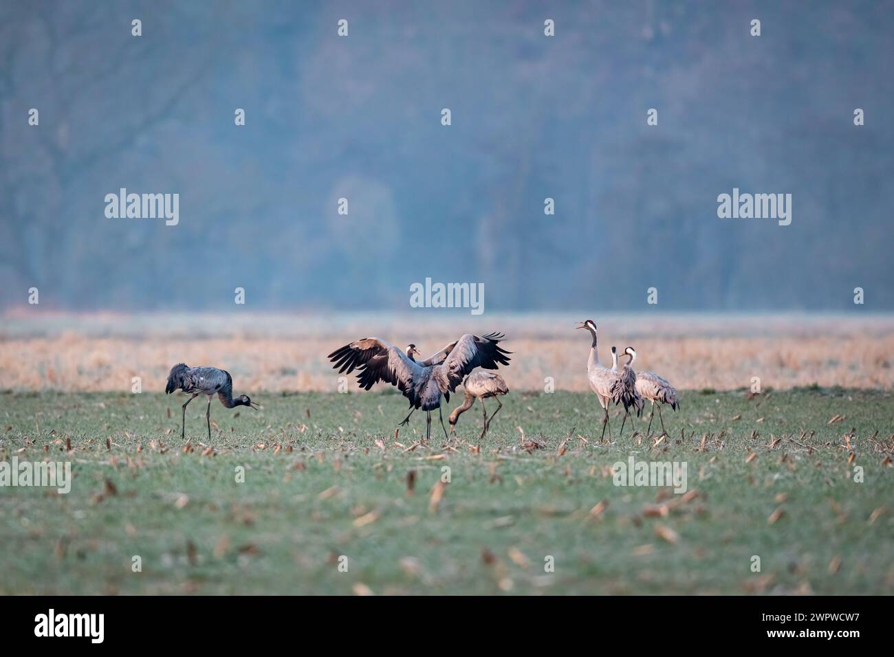 Crane birds in the wild Stock Photo - Alamy