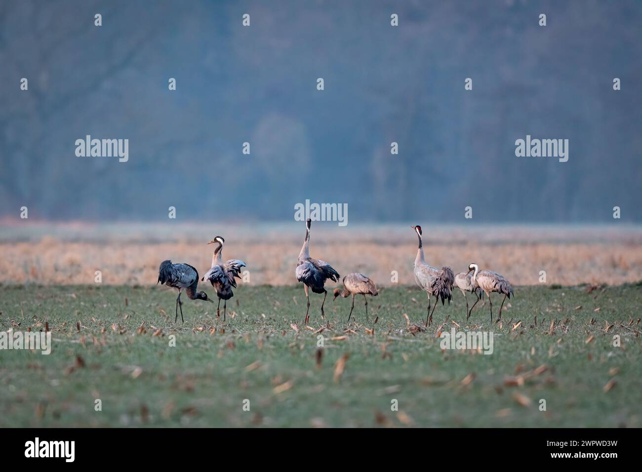 Crane birds in the wild Stock Photo - Alamy
