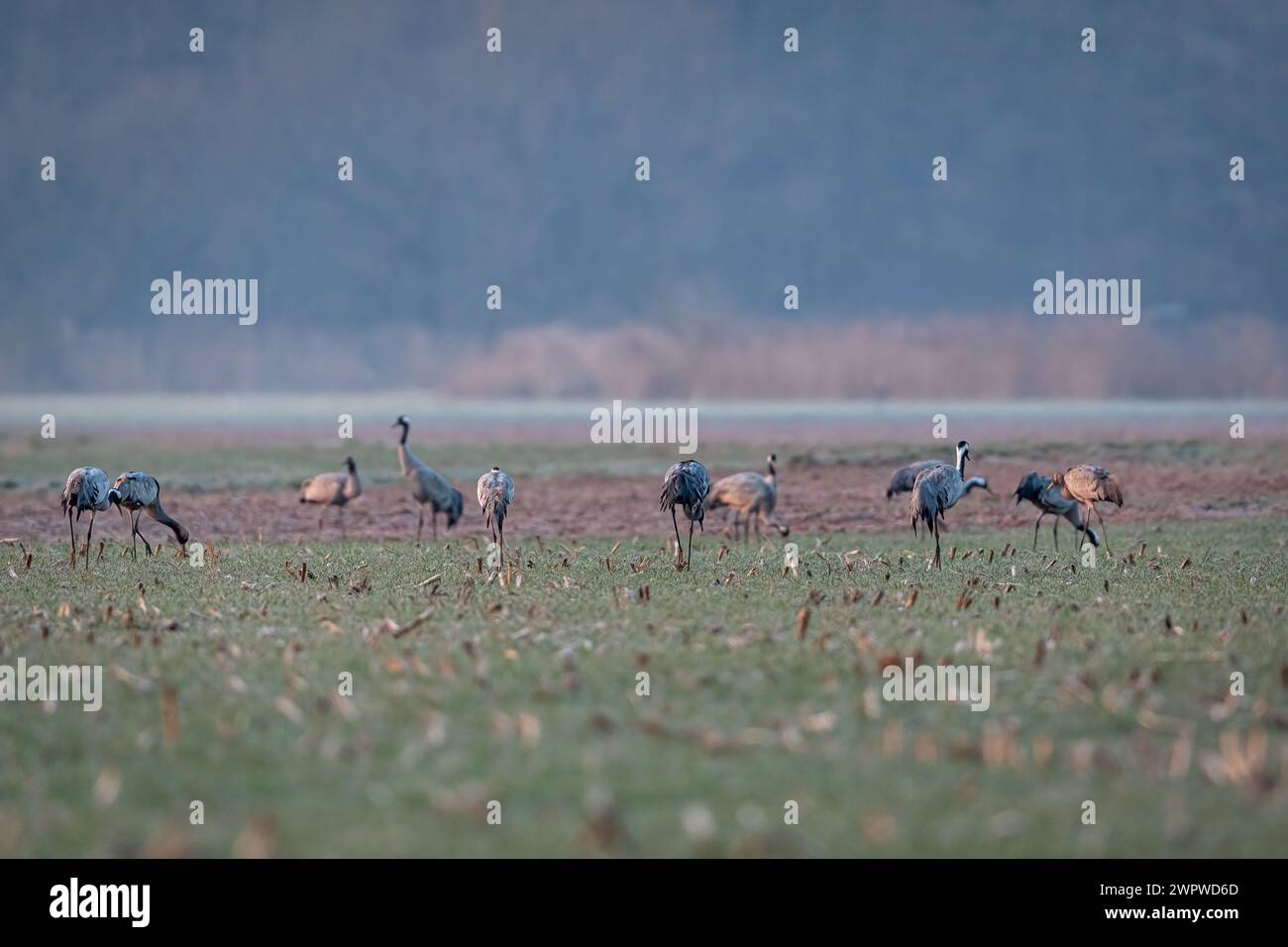 Crane birds in the wild Stock Photo - Alamy