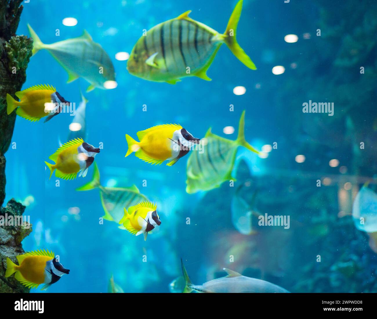 Magnificent foxface hi-res stock photography and images - Alamy