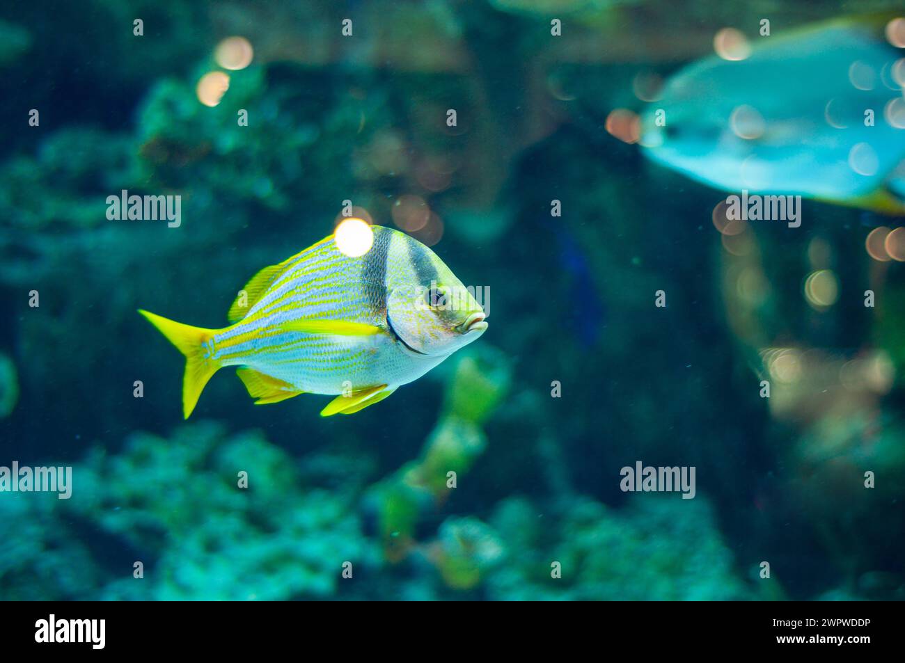Porkfish fish from grants in saltwater aquarium Stock Photo - Alamy