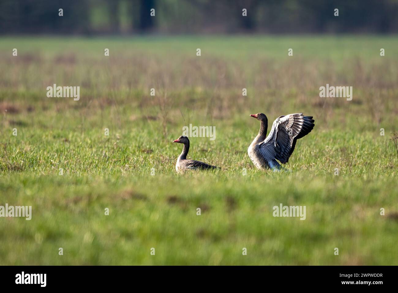 A group of wild geese Stock Photo - Alamy