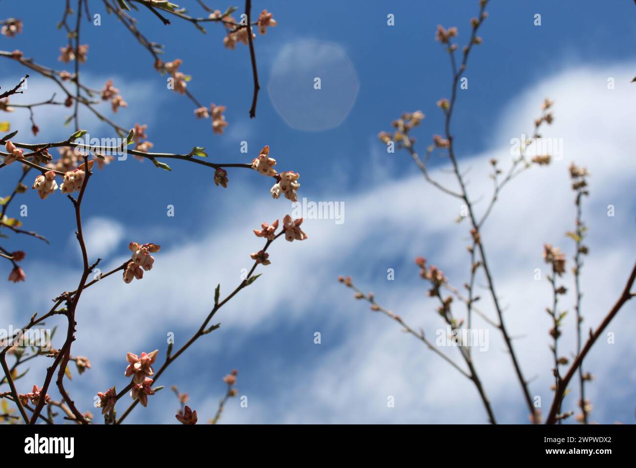 Pine tree flower hi-res stock photography and images - Alamy