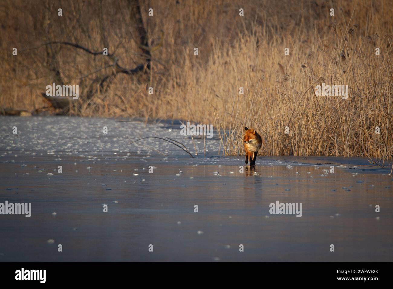 Red fox on ice frozen hi-res stock photography and images - Alamy