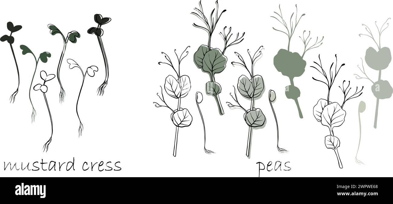 Mustard cress and peas Sprouts, microgreens vector hand drawn ...