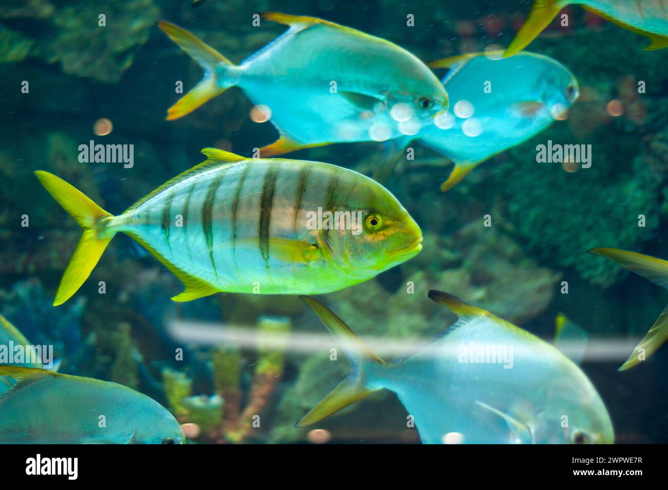 Gnathanodon speciosus vertical black stripes yellow fish vertical black ...