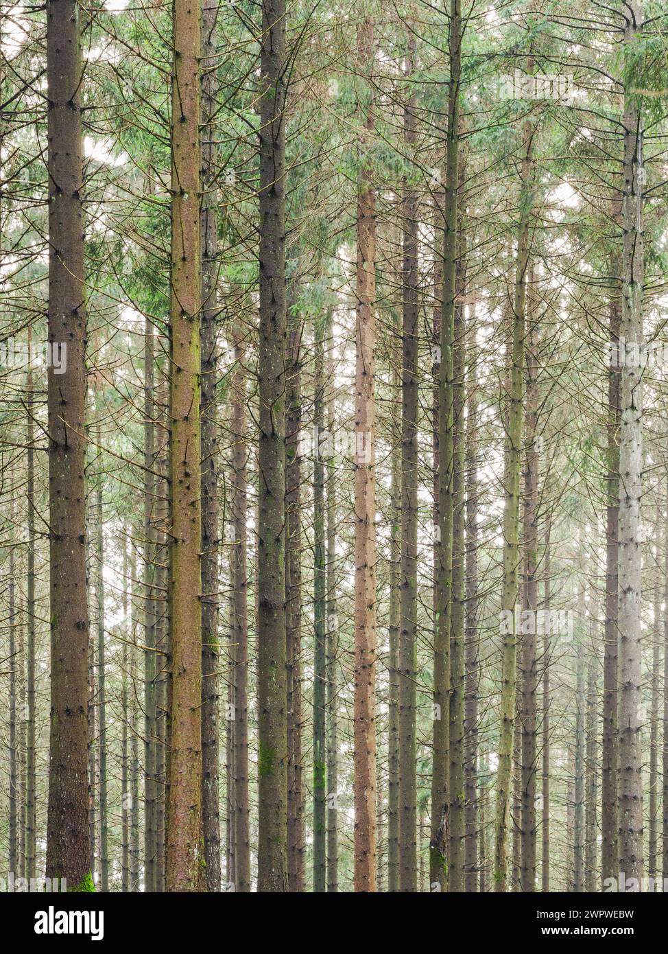 A dense forest in Sweden filled with numerous tall trees reaching ...