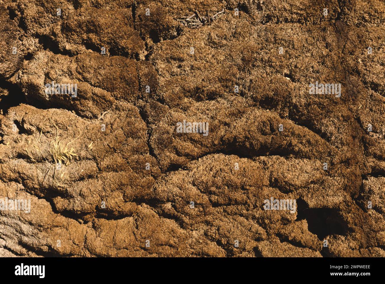 Desert grasses and or moss growth in Joshua Tree Nation Park, displays ...