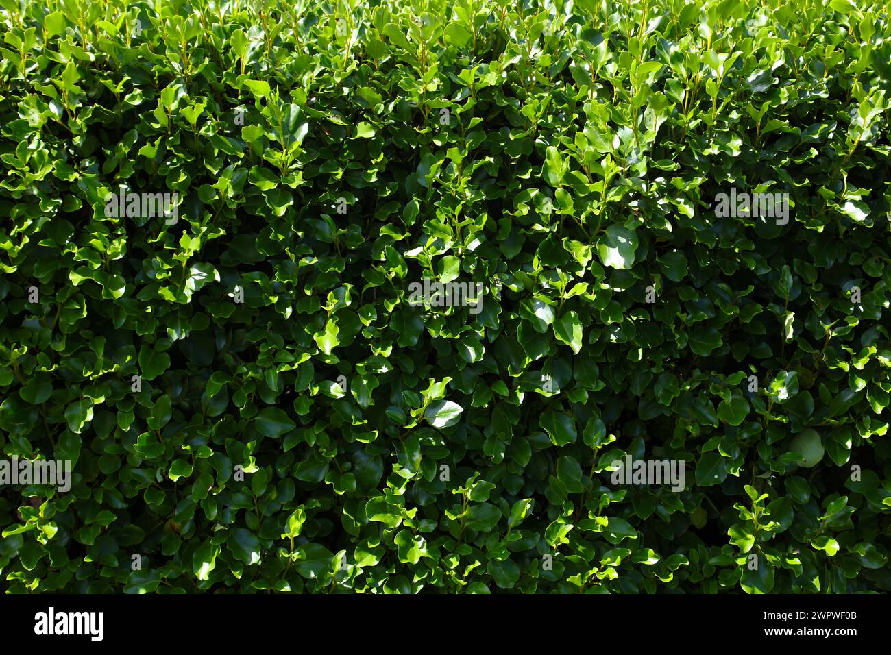 Griselinia Littoralis broadway mint hedge Stock Photo - Alamy
